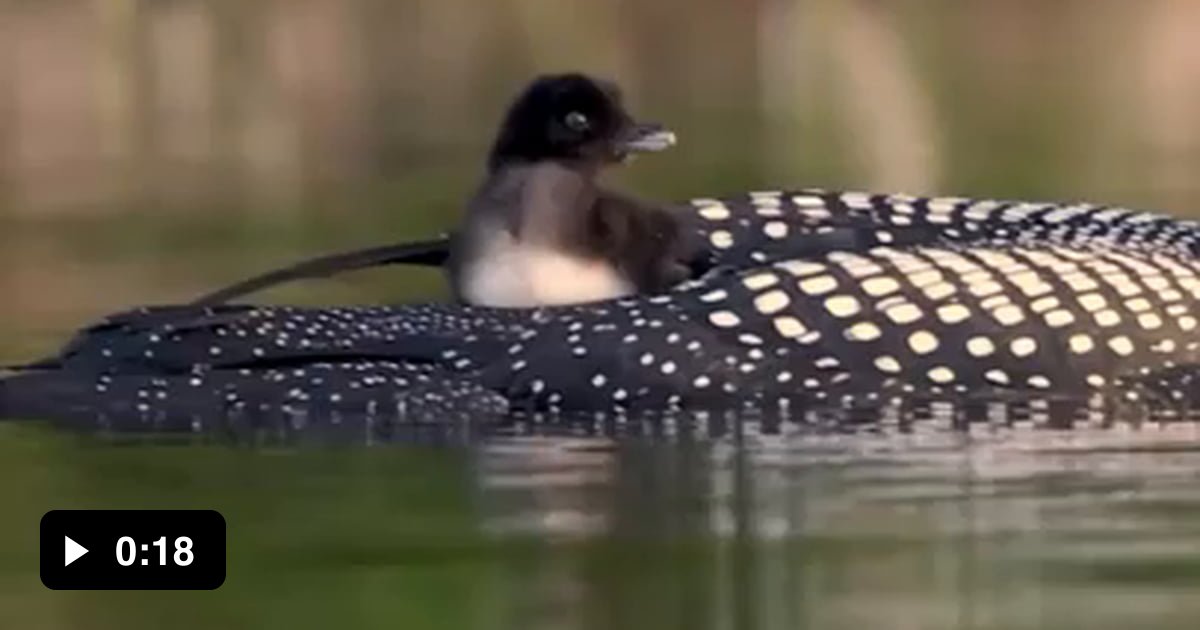 A Loon chick riding on its parents back - 9GAG
