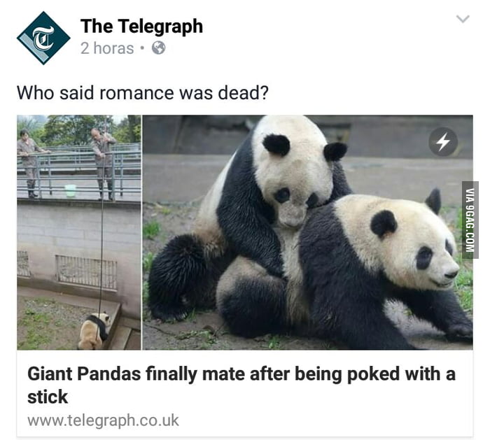 Pandas will be pandas - 9GAG