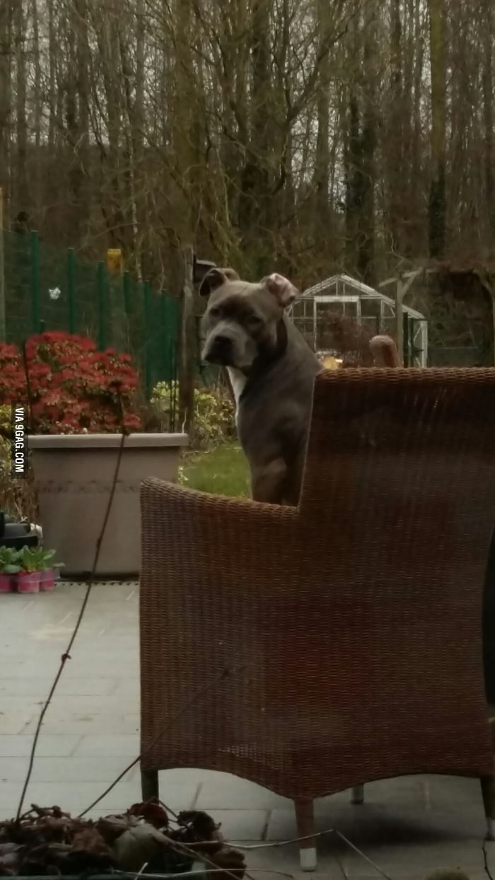 Chillin outside thinking of dog stuff - 9GAG