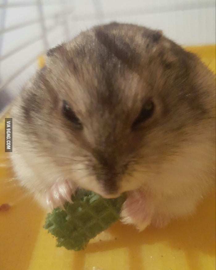 Grumpy Hamster - 9GAG