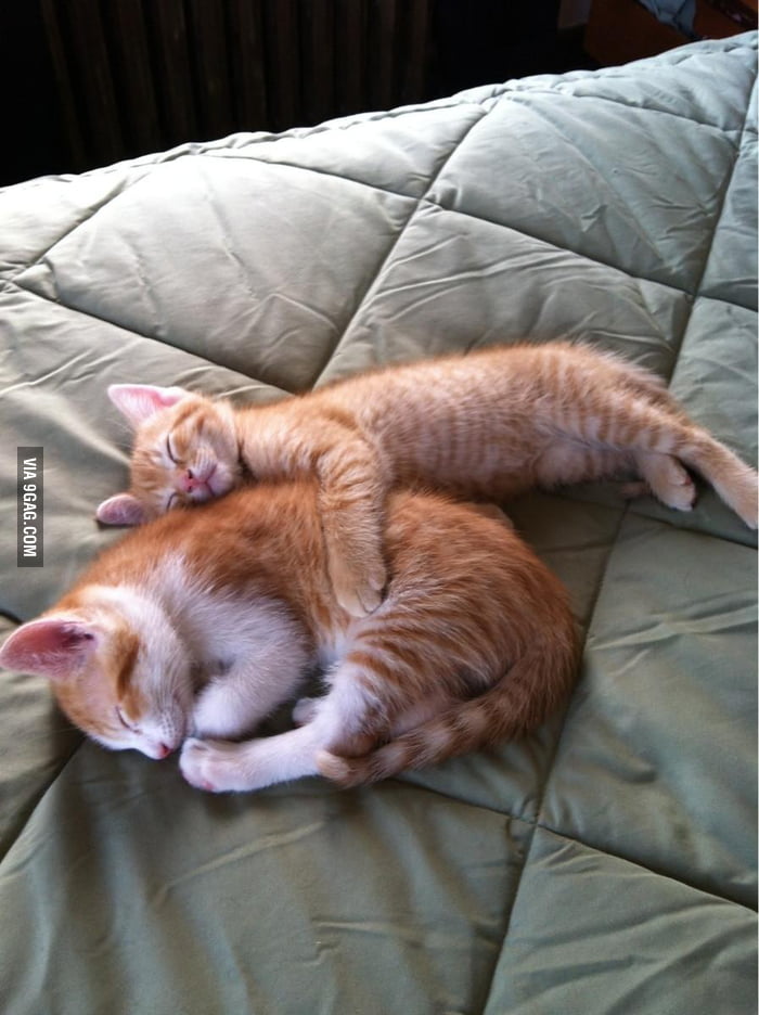 Tiny kitty is the big spoon... - 9GAG