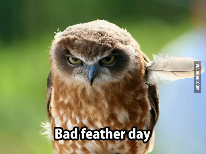 Bad Feather Day :D - 9GAG