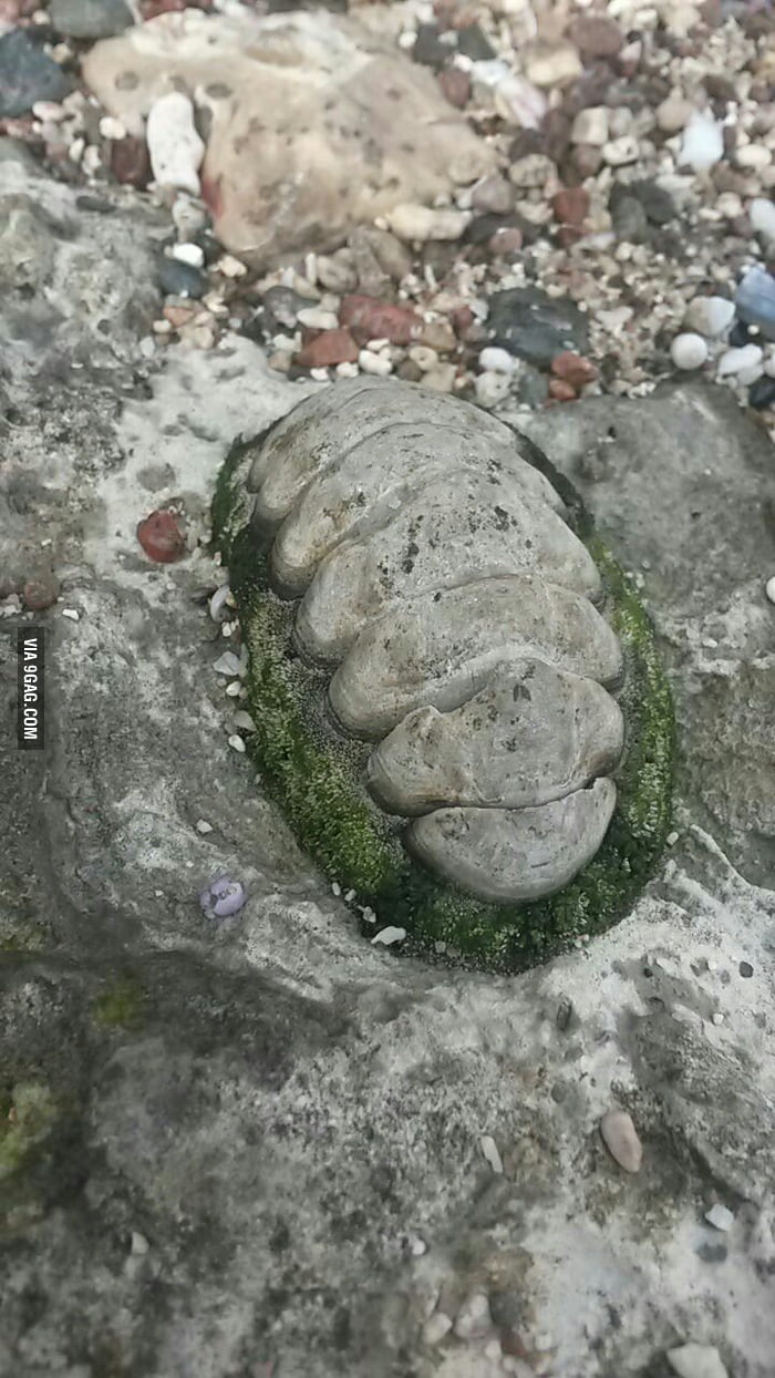 What are these things? feels like shell/stone on top, moss on the side ...