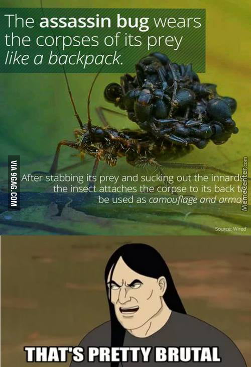 Bug ass ahah . - 9GAG