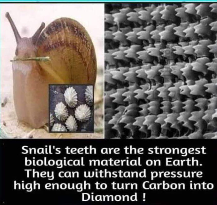 Snail teeth are very strong! - 9GAG