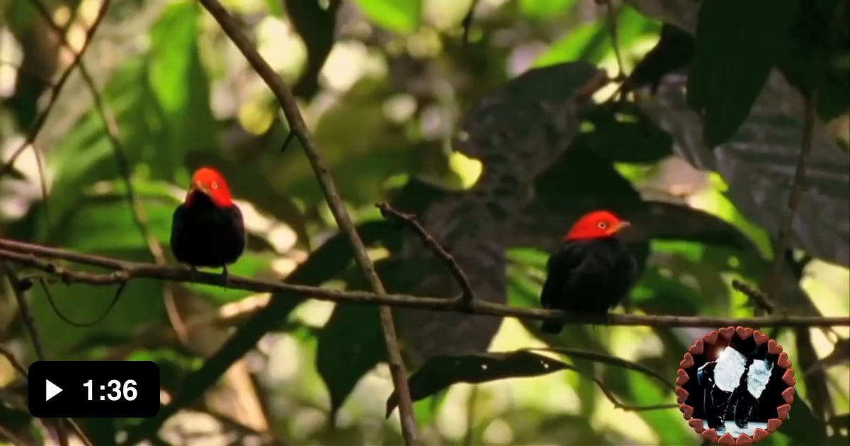 The red-capped manikin, aka the moonwalking bird, is native to parts of ...