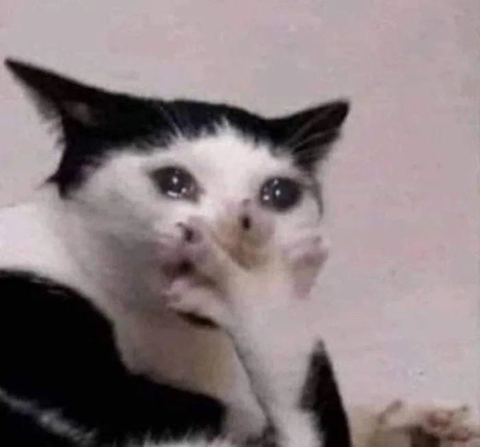 Show me all sad cats you have - 9GAG