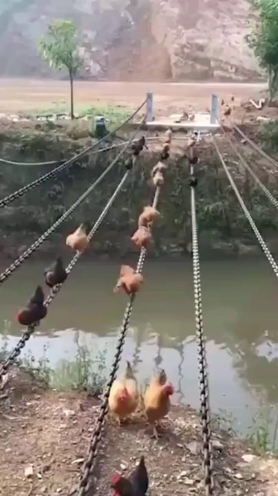 Bridge made for chickens to cross small river - 9GAG