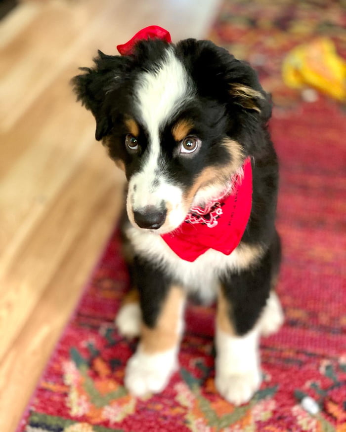 Oso learning to do puppy dog eyes - 9GAG