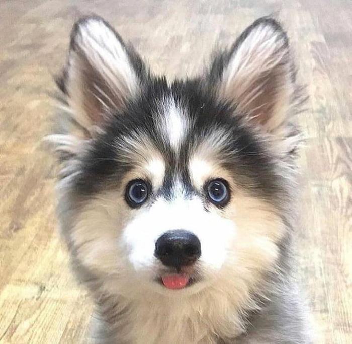 Fluffiest husky - 9GAG