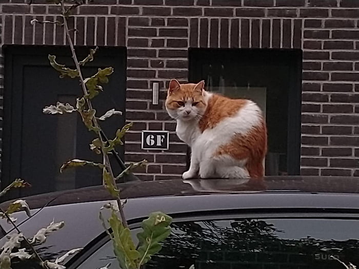 Cat on car - 9GAG