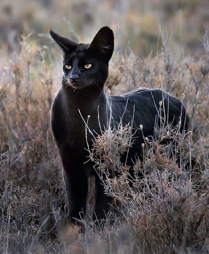 The black serval - 9GAG