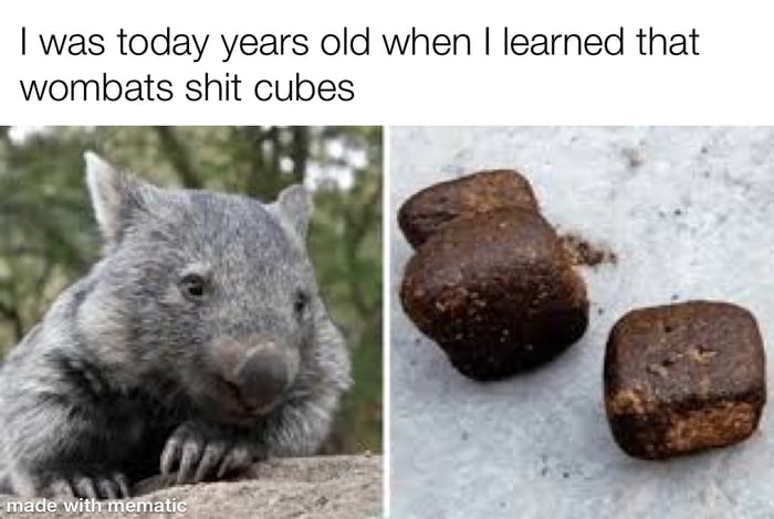 Literally shitting bricks - 9GAG