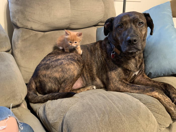 Mr. O’Malley is extra smol on big brother - 9GAG