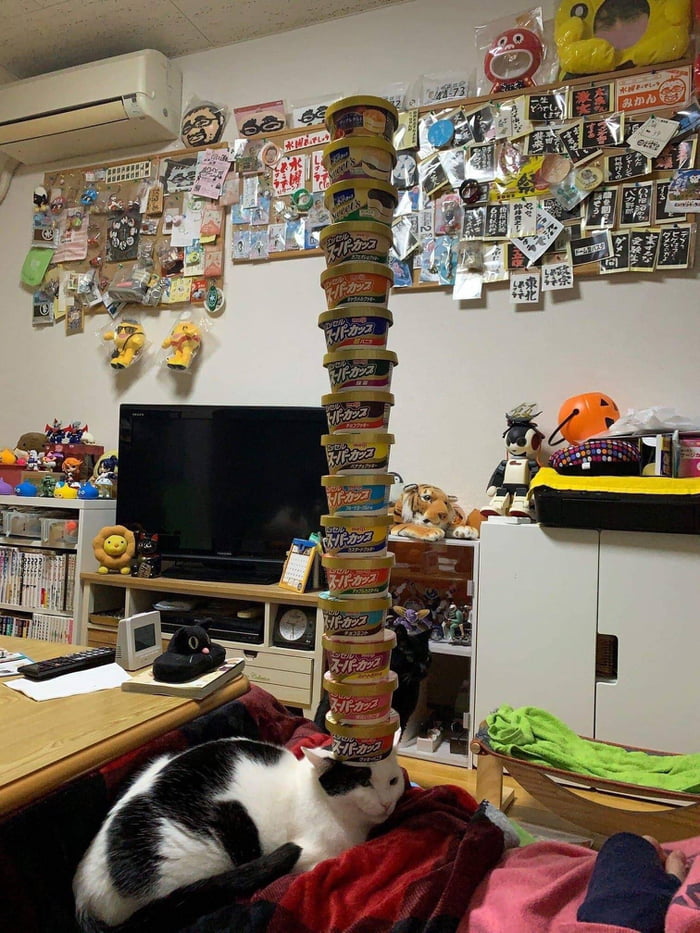 The fine art of stacking things on top of your cat's head - 9GAG