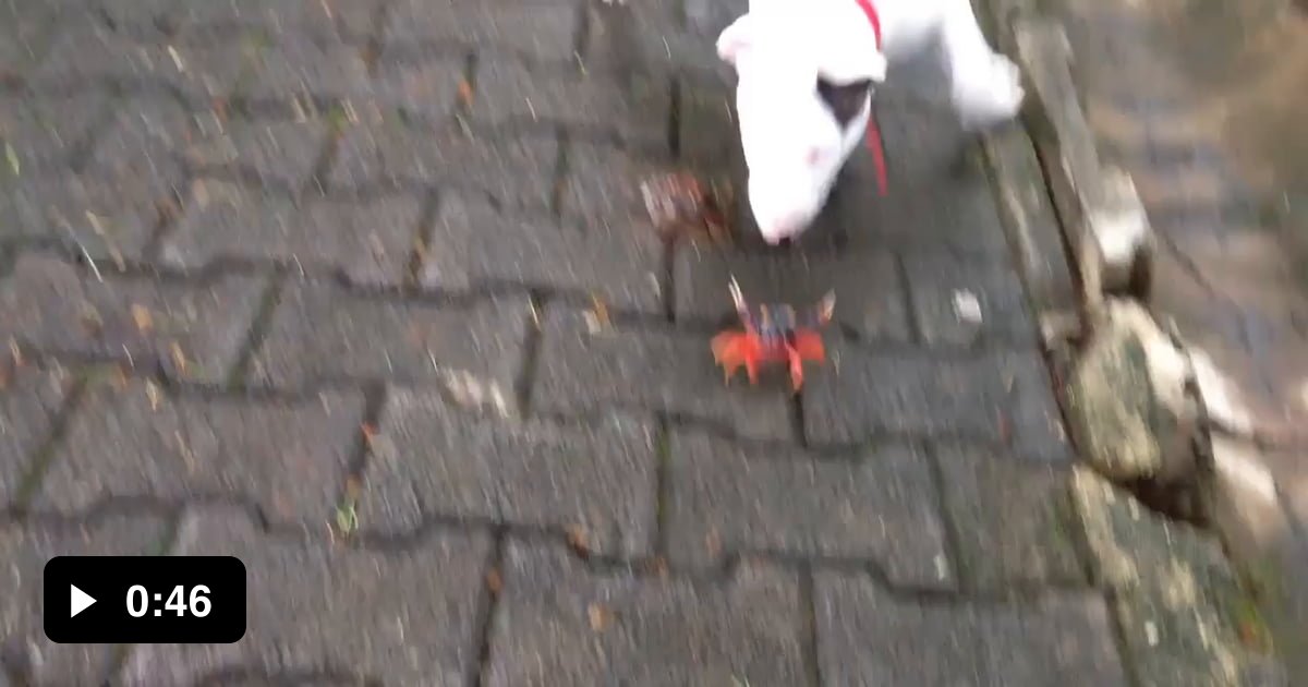 Bull terrier and the crab - 9GAG