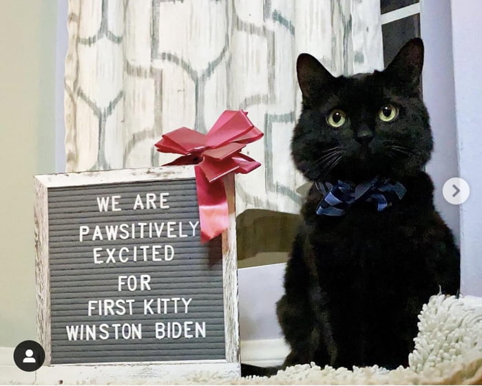 Winston Biden, First Kitty of the United States - 9GAG