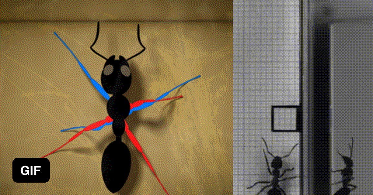 How ants walk using what is called an alternating tripod gait. - 9GAG