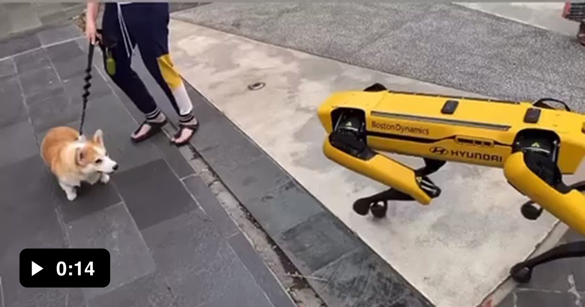 Terminator: Dog edition - 9GAG