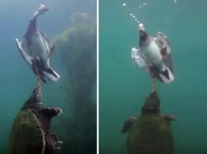 A snapping turtle grabs hold of a duck's foot while it was swimming on ...