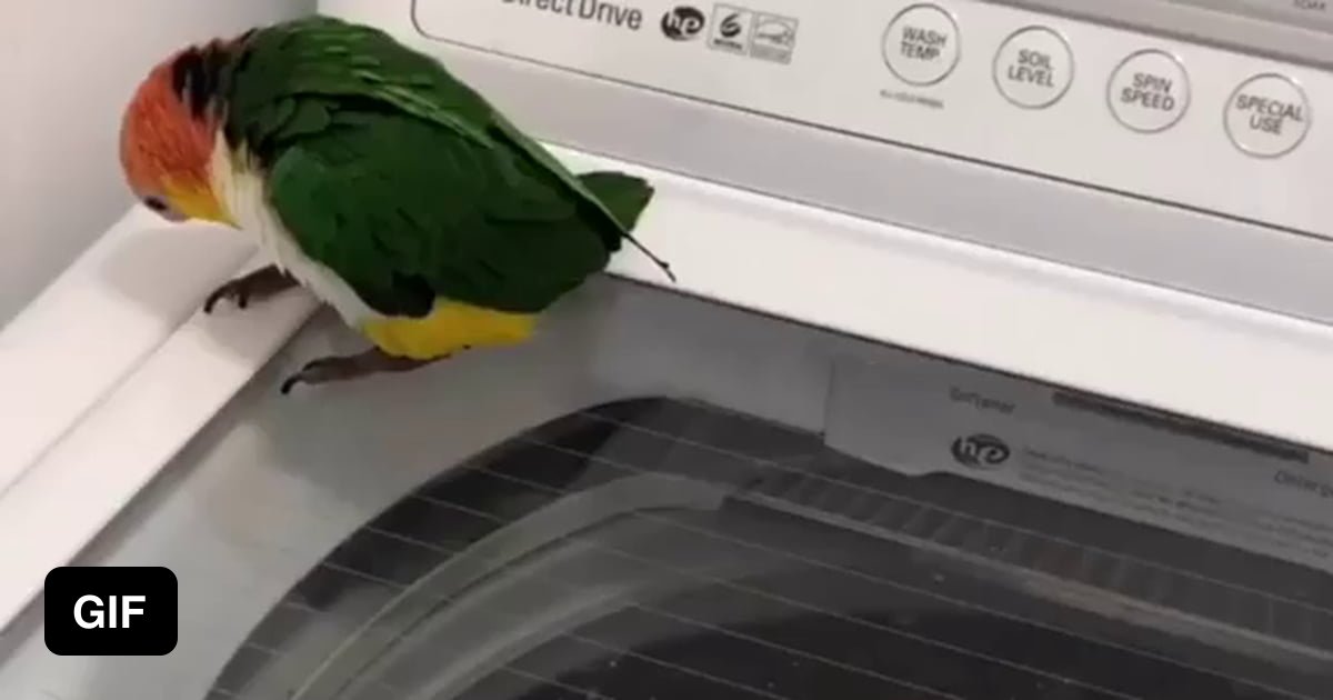This little bird is absolutely mesmerized by this washing machine. - 9GAG
