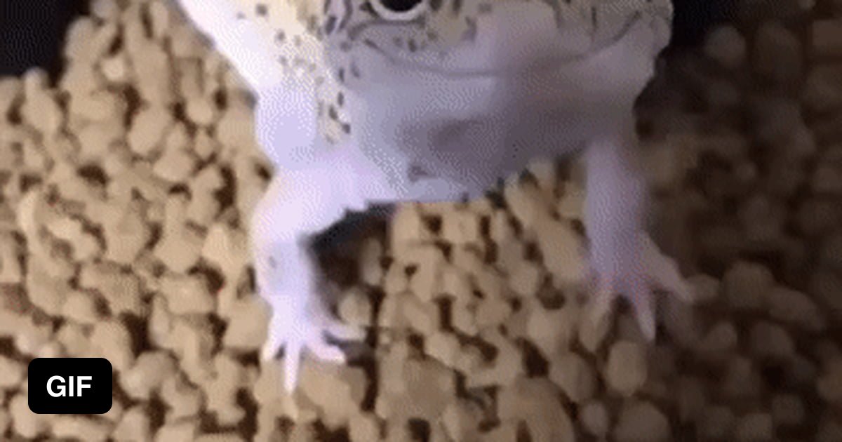 A smiling lizard a day keeps depression away - 9GAG