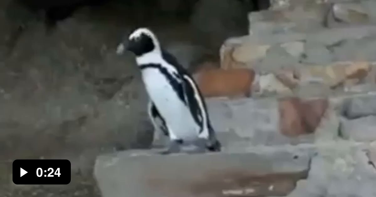 Penguin Shenanigans - 9GAG