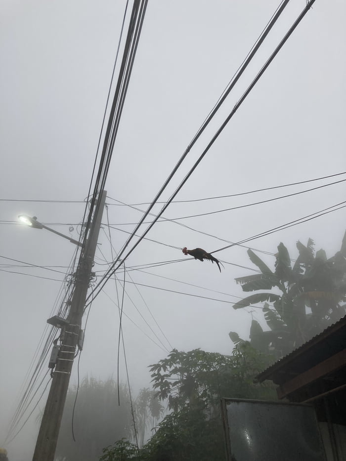 Chicken Ninja - 9GAG