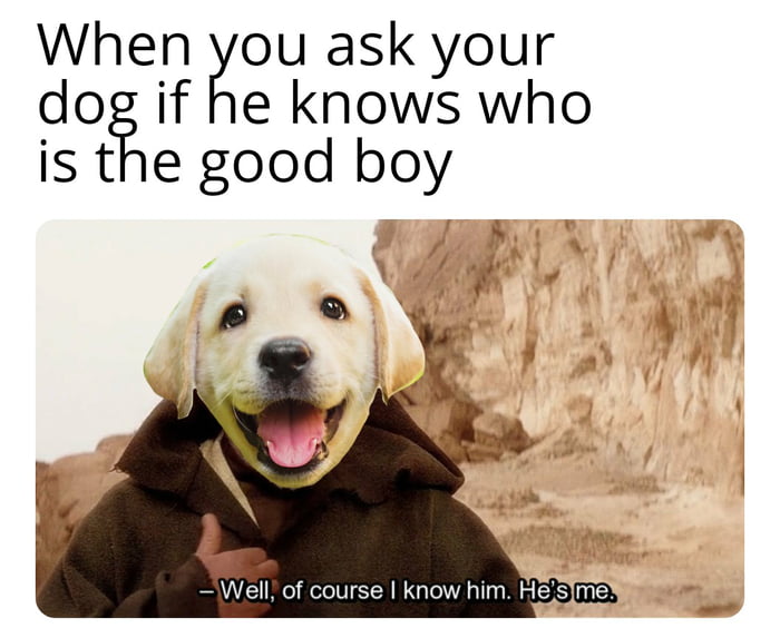 Who's the good boi - 9GAG