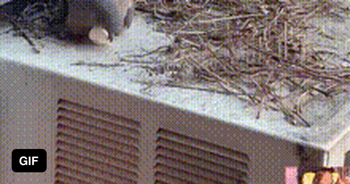 A pigeon drops its egg - 9GAG