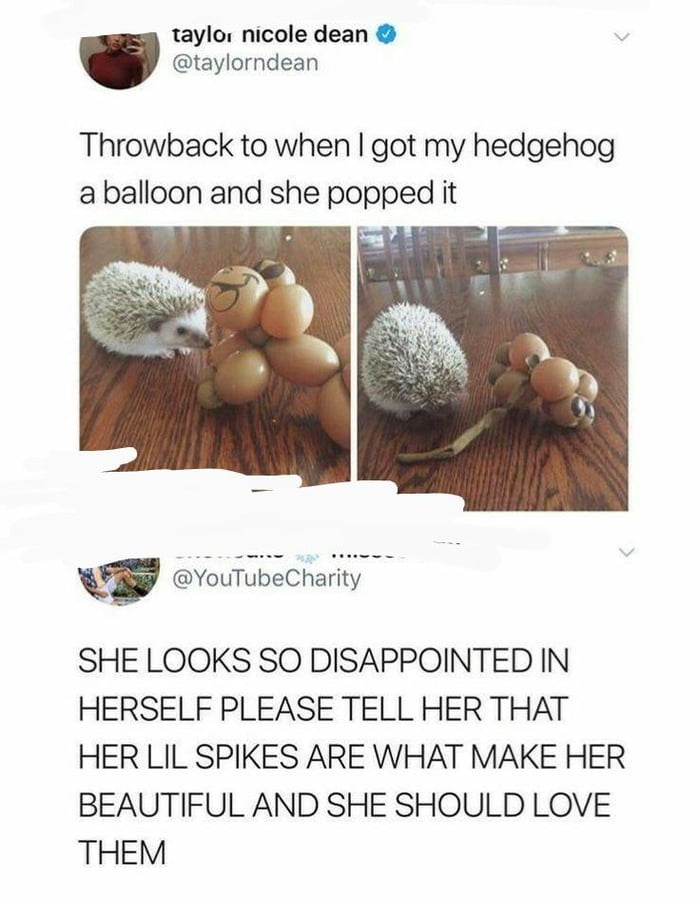 Sad hedgehog noises - 9GAG