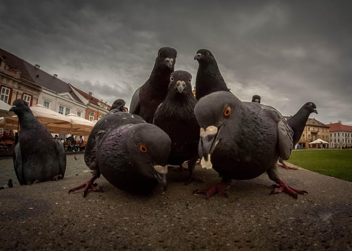 Pigeon gang pigeon gang pigeon gang (the sequel) - 9GAG