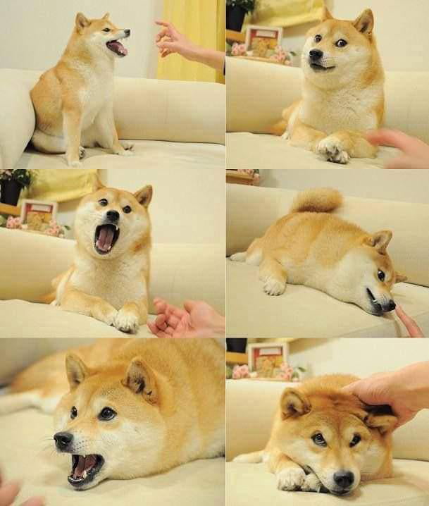 The most loved dog on the internet. aka Doge,Kabosu. Thought he ...