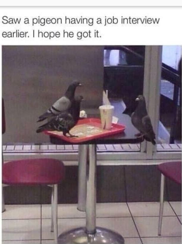 Duck,Duck, Goose.... - 9GAG