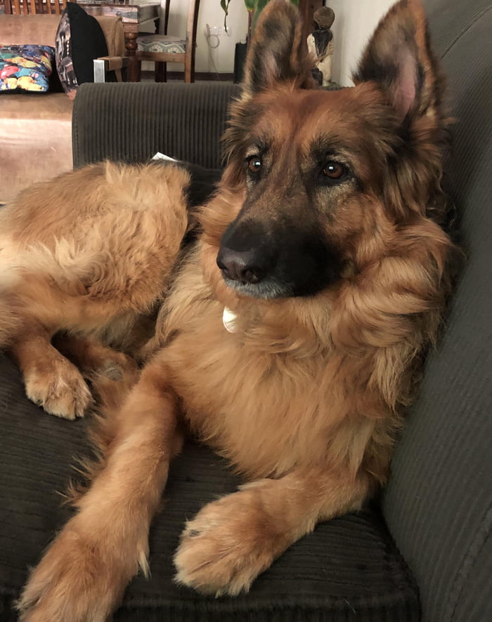 Where every good pupper belongs, not outside, not not on the cold hard floor, but on the couch ...