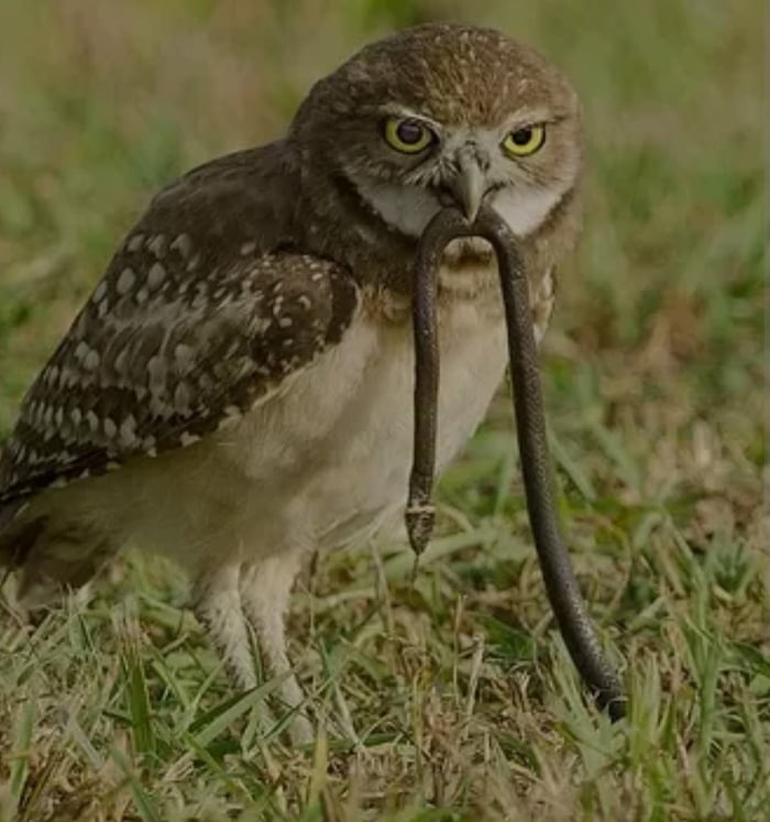 Screech owls keep blind snakes in their nests as pets - 9GAG