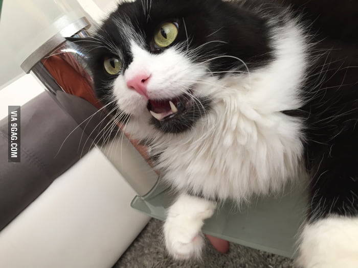 My cat enters beastmode - 9GAG