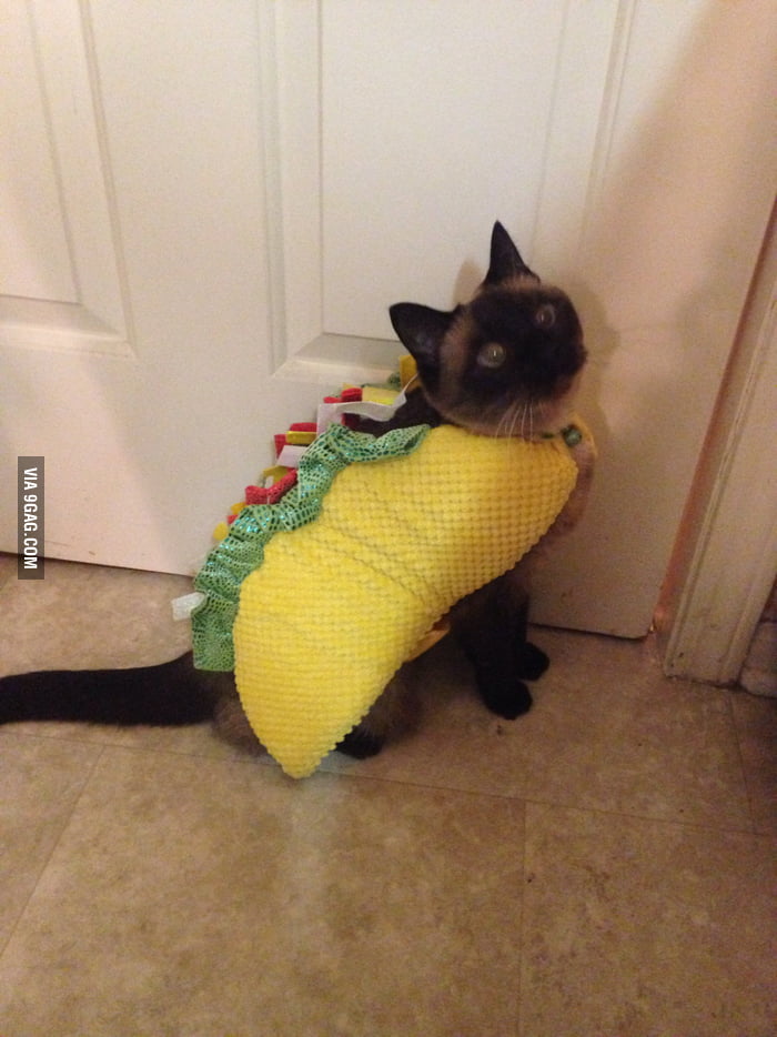 Taco cat is real ! - 9GAG