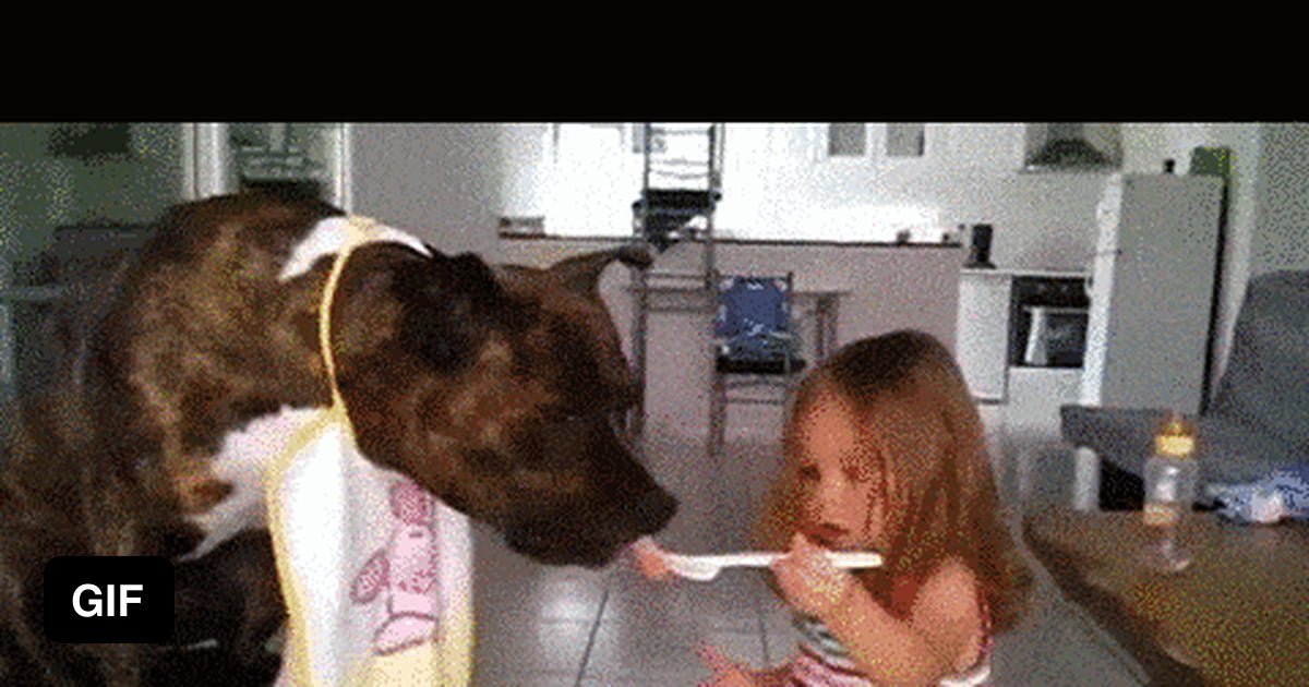 Just an adorable little Girl feeding her Pitbull - 9GAG
