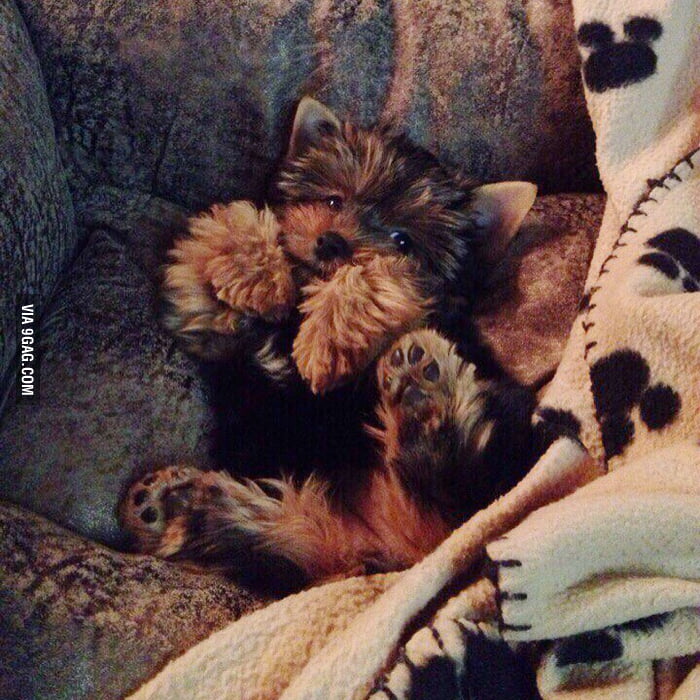 Meet Zira, our new puppy - 9GAG