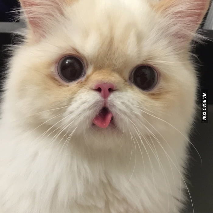 This face evokes feelings of cute aggression. - 9GAG