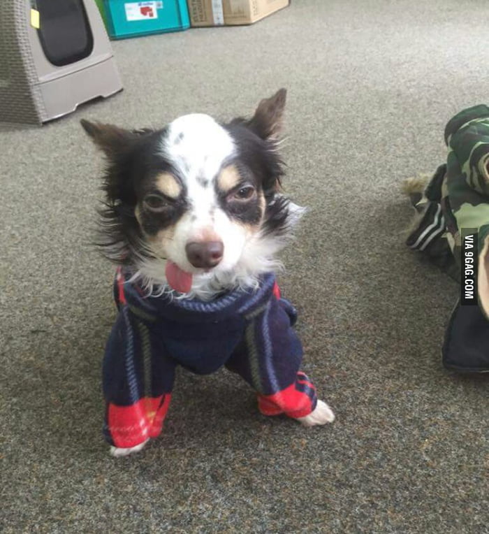Tiny derpy doggo - 9GAG