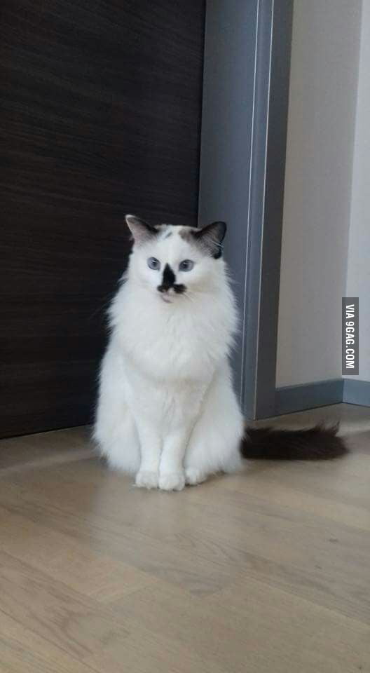 My friends cat has a dick on his nose. - 9GAG
