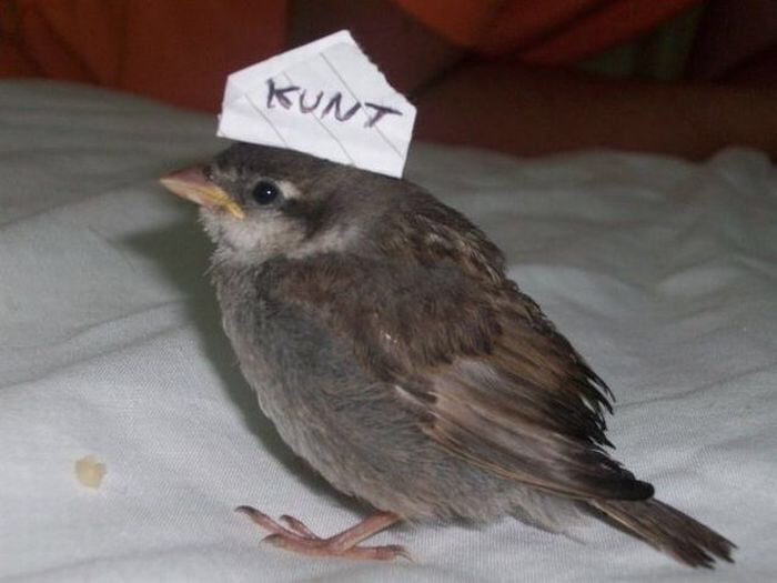 Kunt the bird - 9GAG