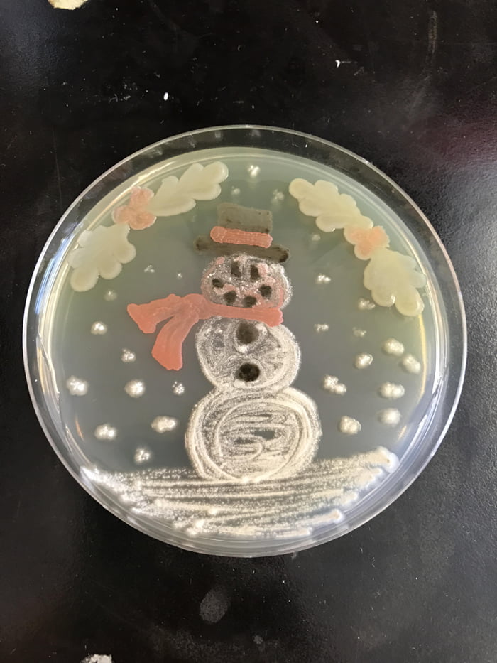 Agar Christmas art - using bacteria and fungus to build a snowman - 9GAG