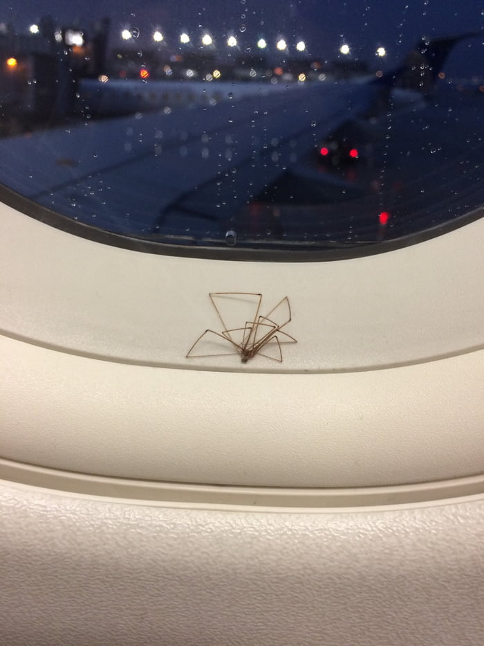 A spider died stuck between the window panels of the plane I'm flying ...