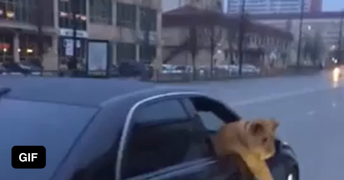 Ivan has a new pet - 9GAG