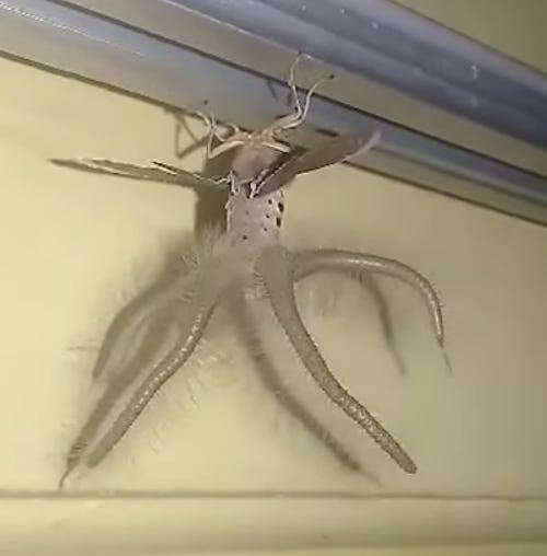 Meet coremata moth. A new houseowner. - 9GAG