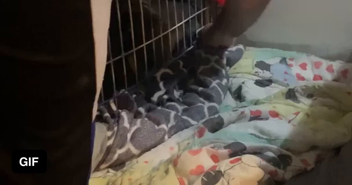 Wait for the last cat... - 9GAG