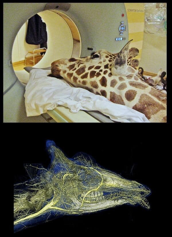 CT scan of a giraffe’s head - 9GAG